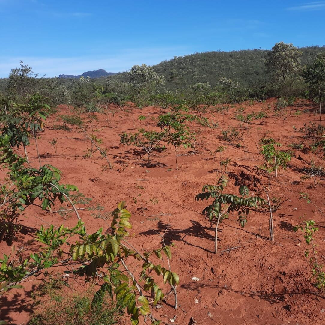 Seedlings Plantation - Brazil Iron